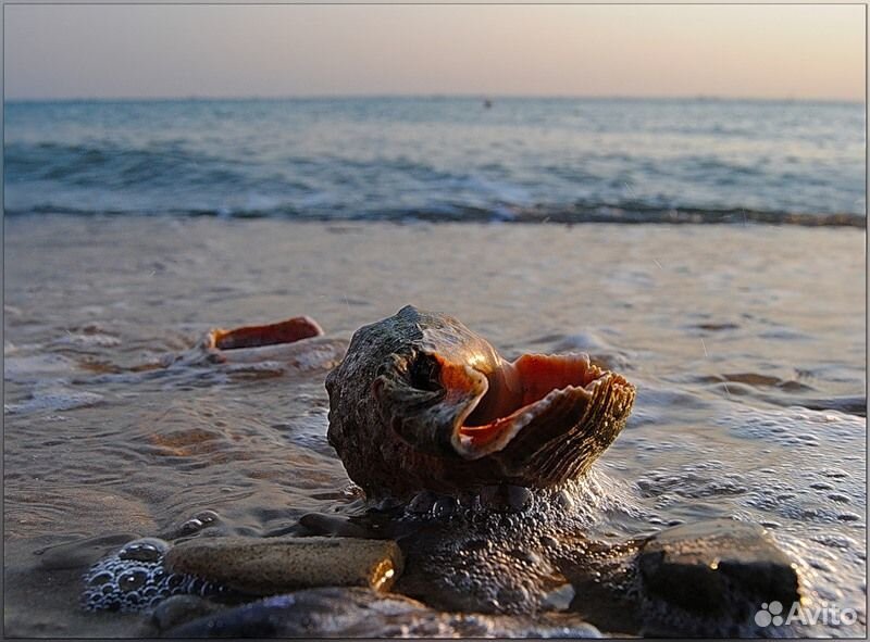 Натуральная Раковина Черноморского Рапана. Россия