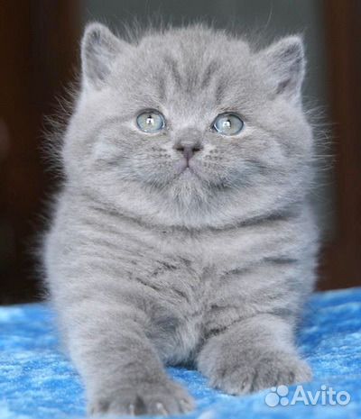 Классный британский котик Симба