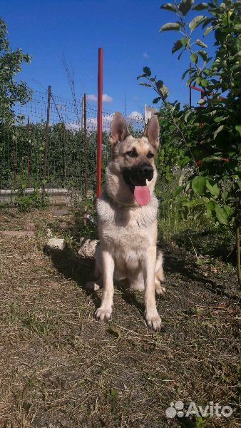 Азарные детки