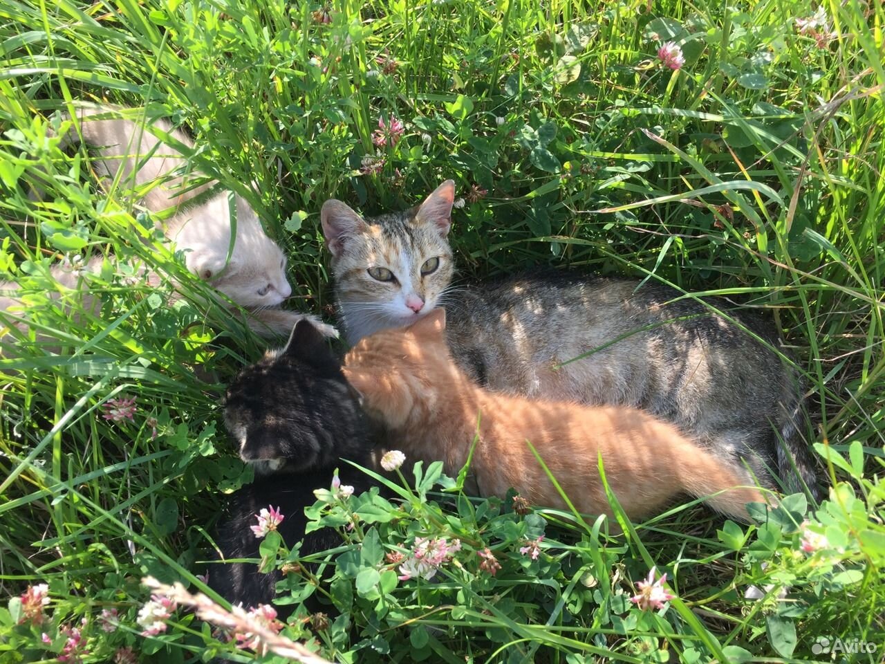 Кормящая кошка