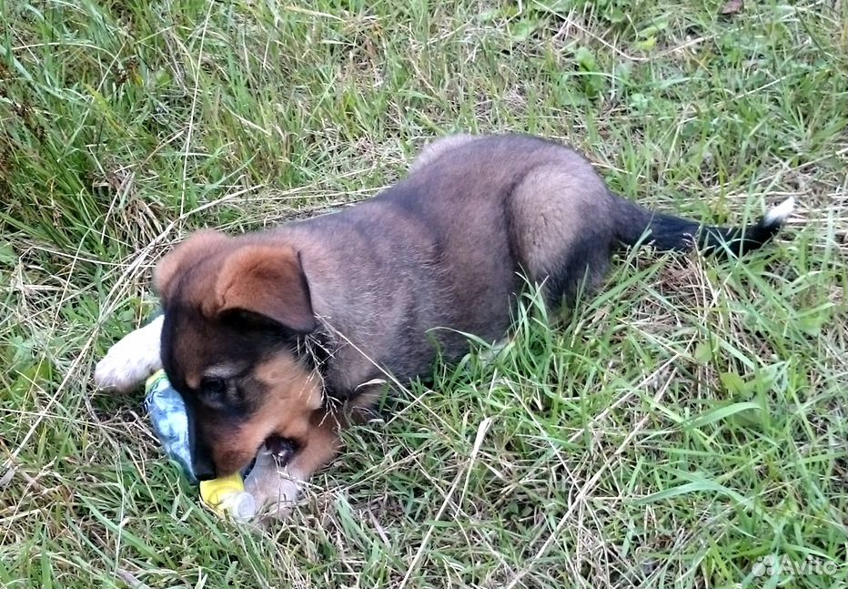 Овчаристый малыш макс