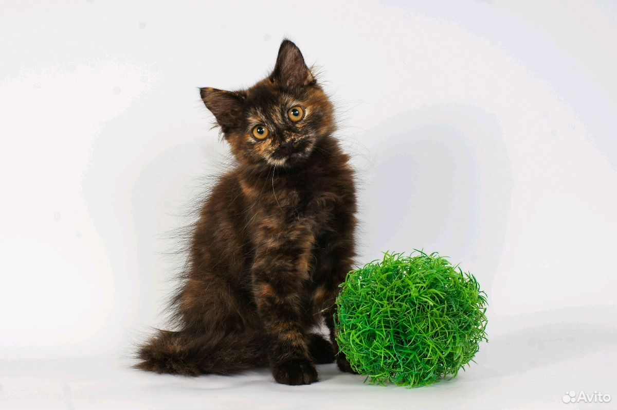 Котенок(3 месяца)