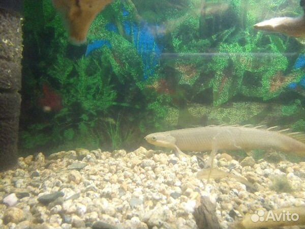 Полиптерус Синегальский