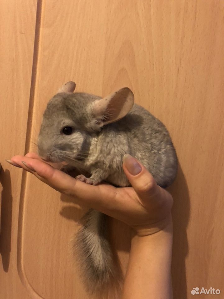 Шиншиллы самки 2 шт