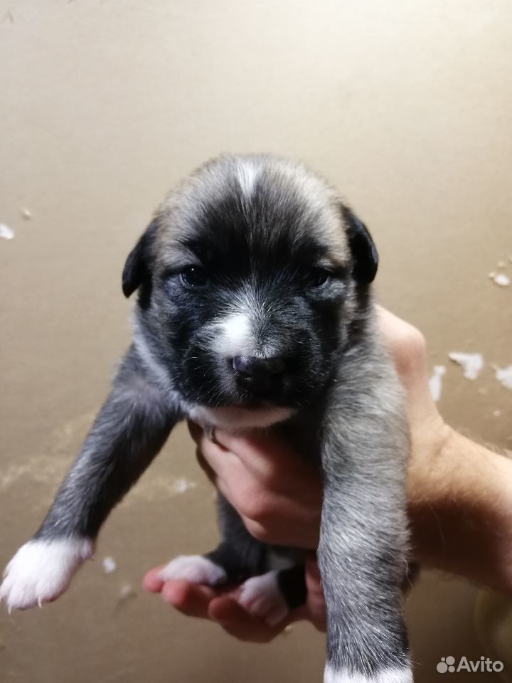 Девочки красавицы