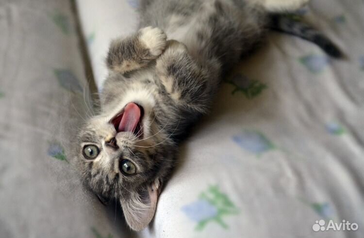 Шикарный Котенок-мальчик в дар 3,5 мес