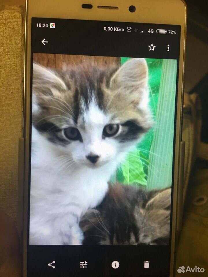 Котята