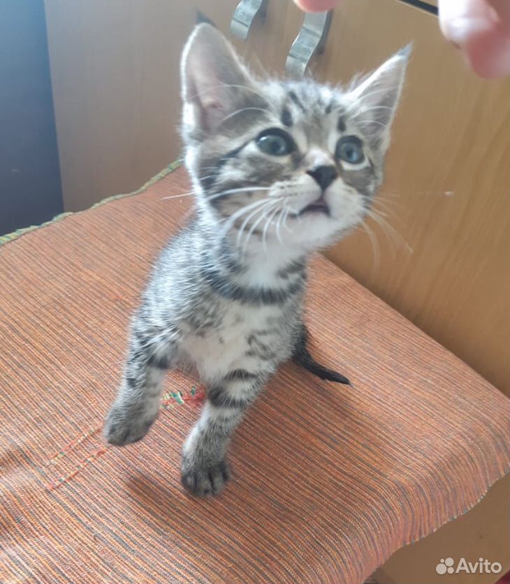 Котёнок окраса табби