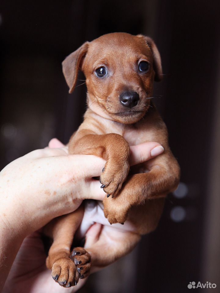 Щенок цвергпинчера, кобель, 1,5 мес