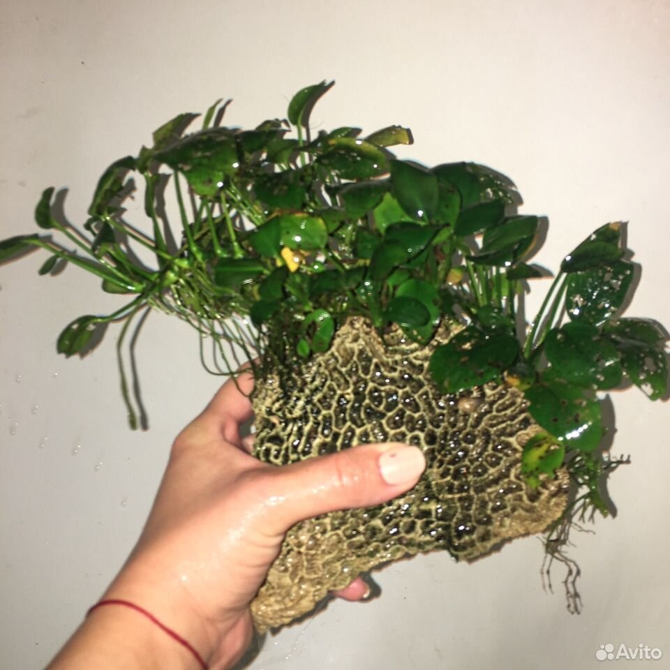 Коралл и аквариумы