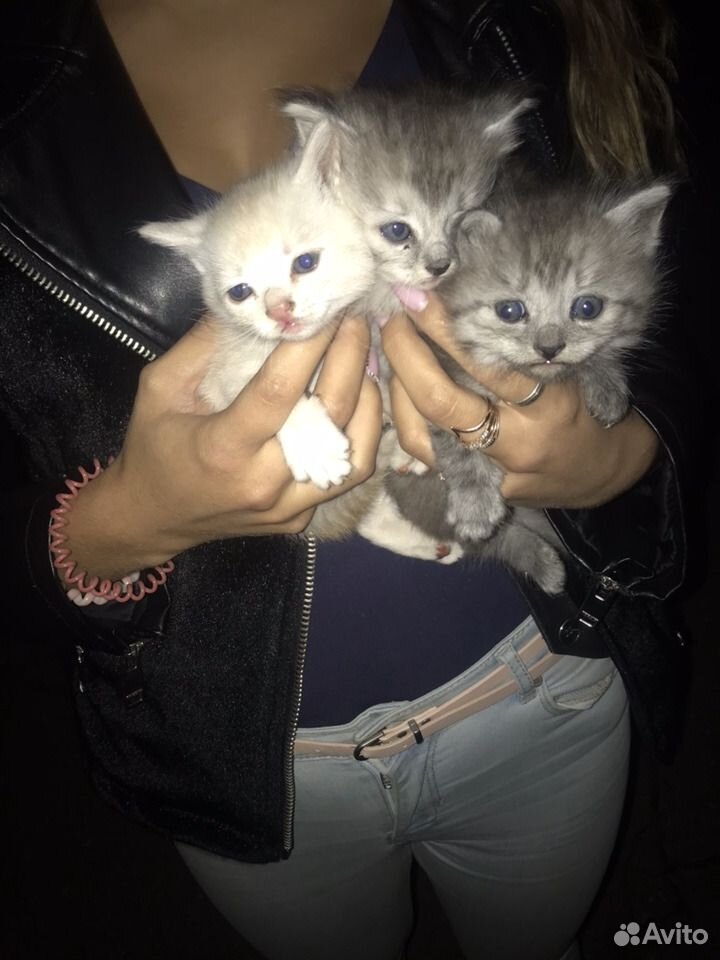 Котята в добрые руки