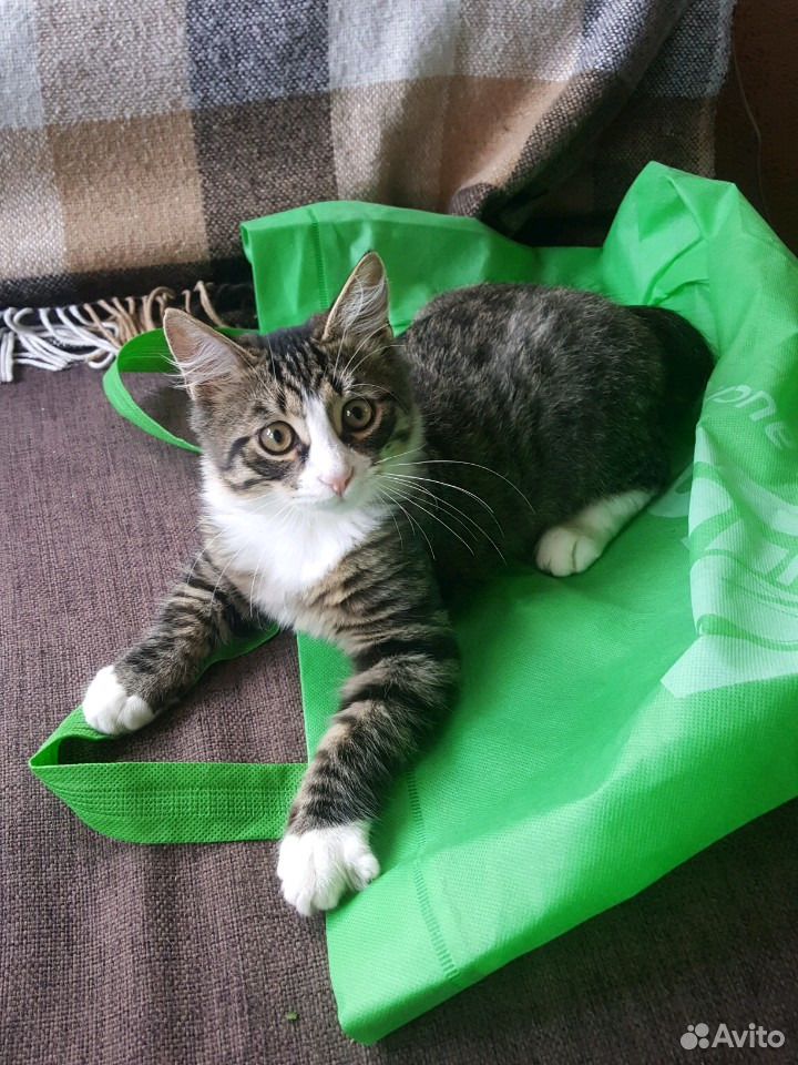Котёнок-подросток игрун и ласкун
