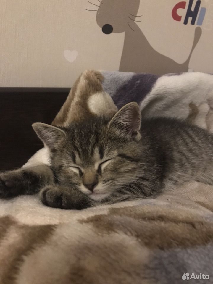 Котёнок в добрые руки