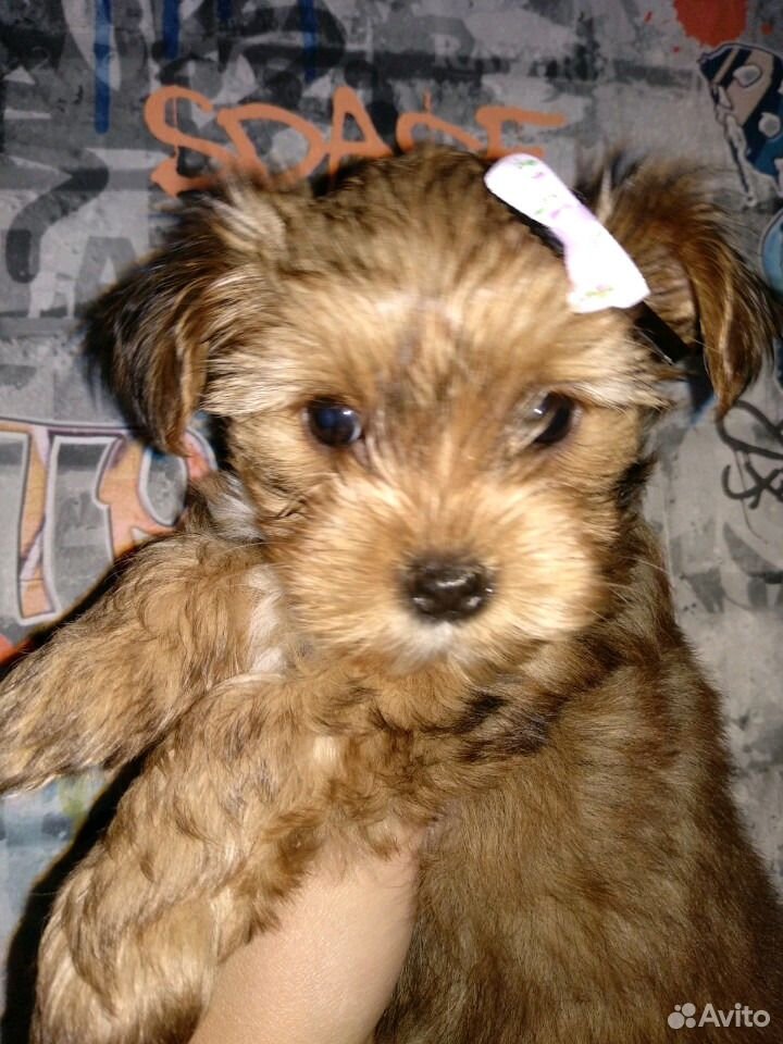 Щенки йорки