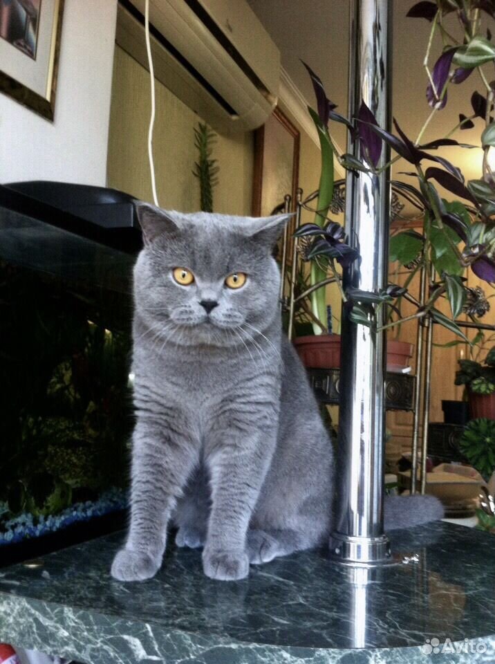 Шотландский кот на вязку