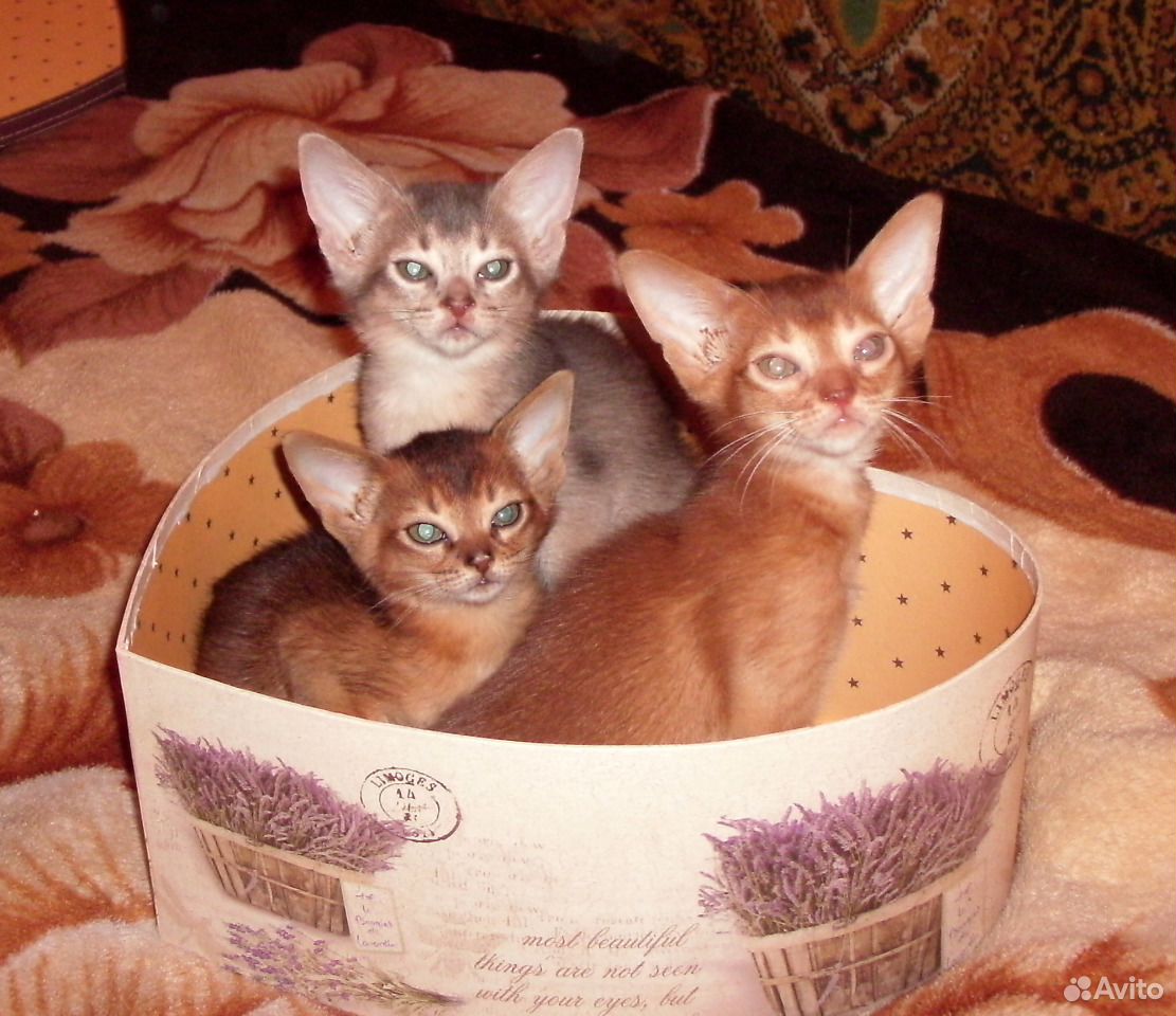 Вот и подросли милые и забавные абиссинчики