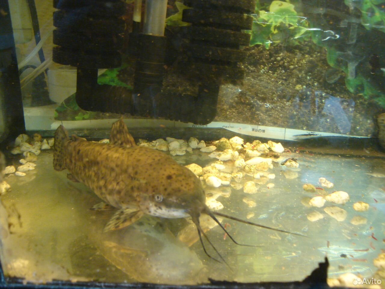 Сомик Таракатум