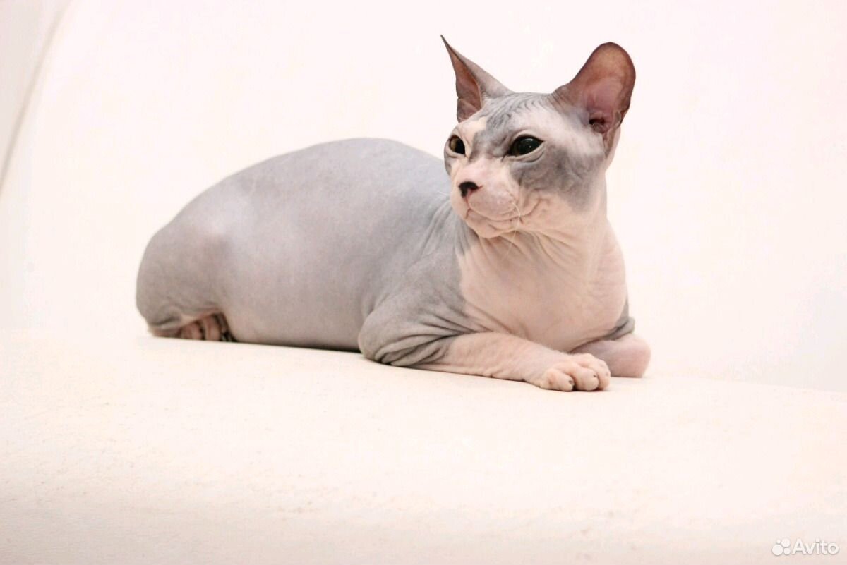 Донской сфинкс ищет подругу