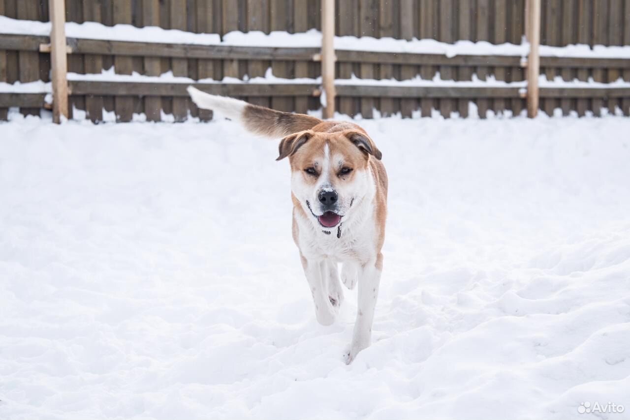 Чудо алабай, метис сао
