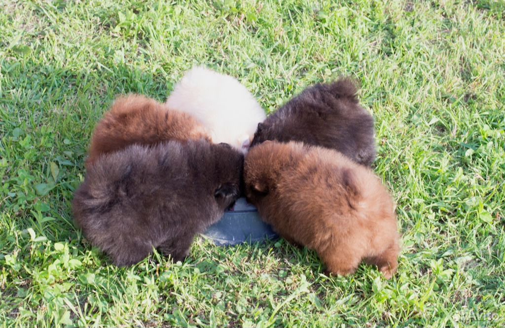 Померанский шпиц, щенки разных окрасов