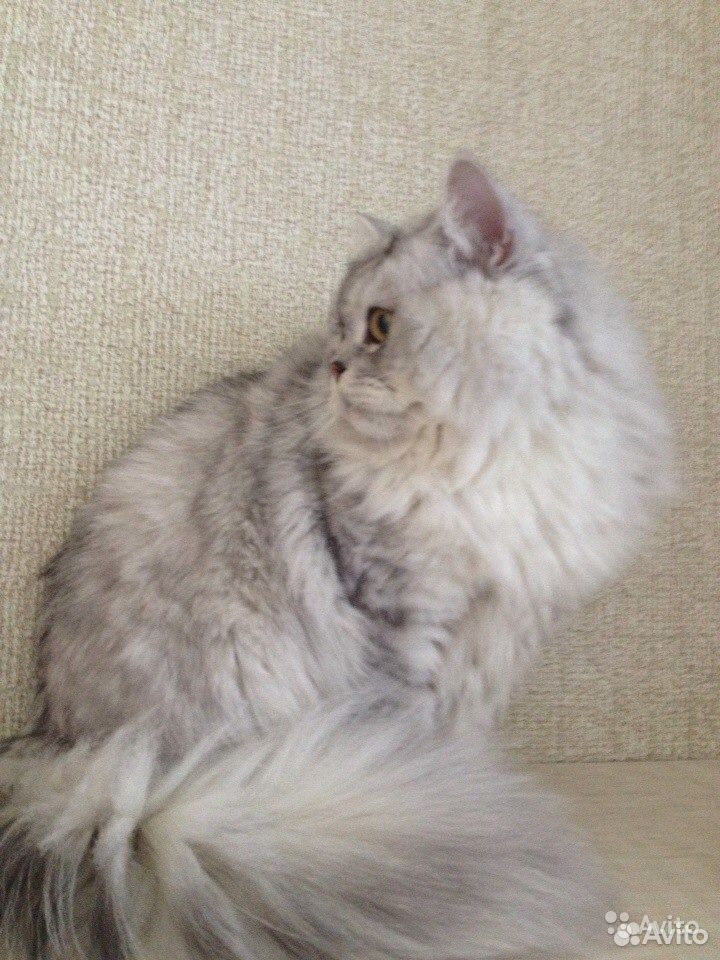 Шотландский котомуж ищет котожену)