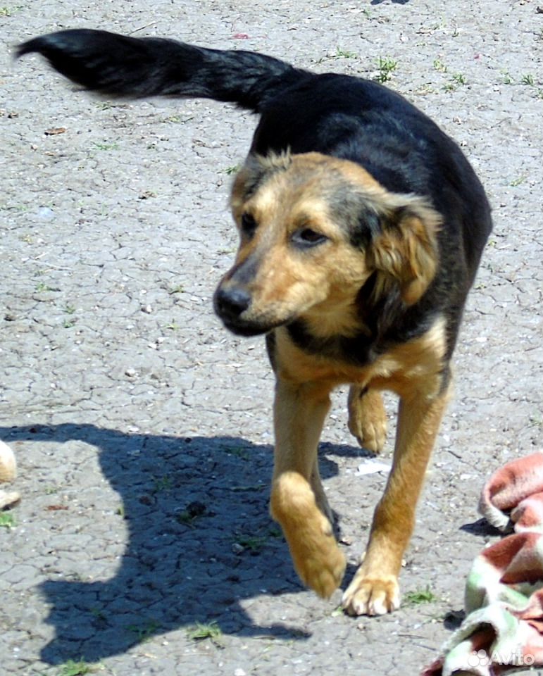 Кудрявая барышня марфуша В активном поиске хозяев