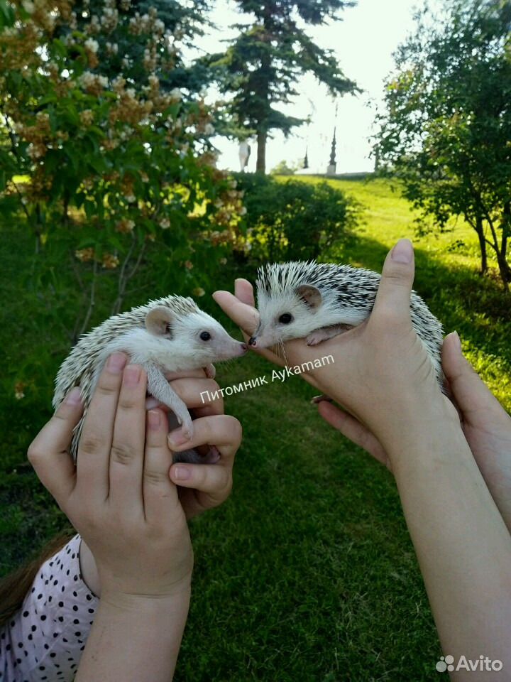 Декоративные ручные африканские карликовые ежата