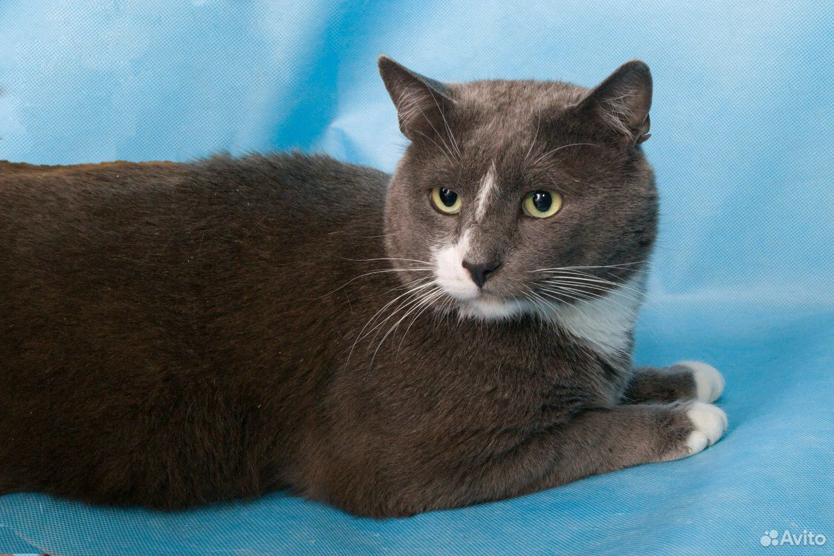 Сема добряк в частный дом 3 года в дар