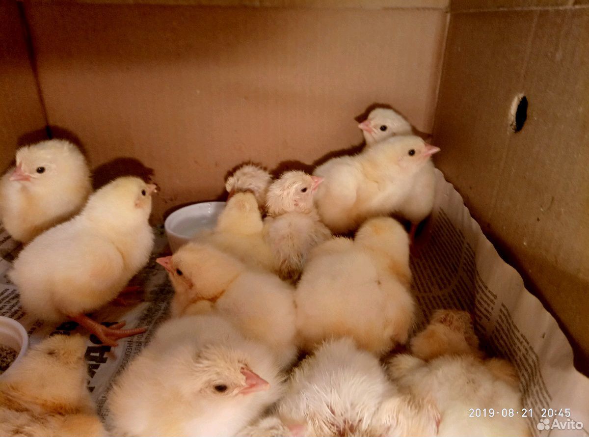 Цыплята бройлеры