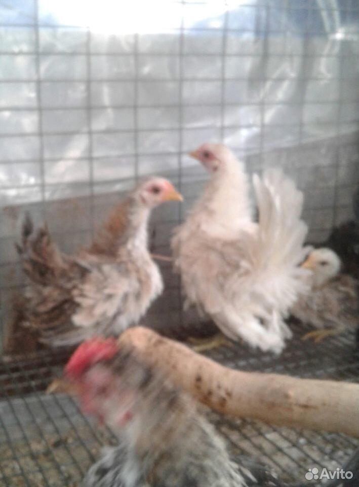 Малазийская серама