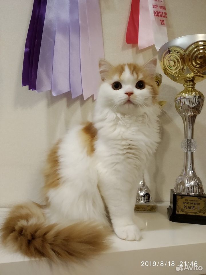 Кот,хайленд страйт,красный биколор