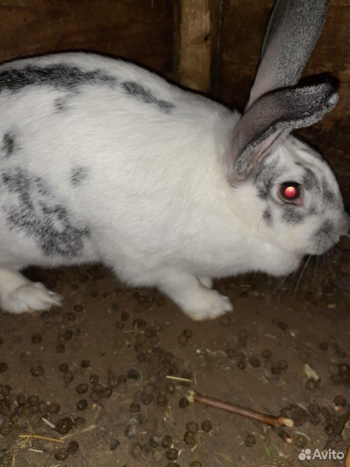 Меняю крольчиху молодую на крола