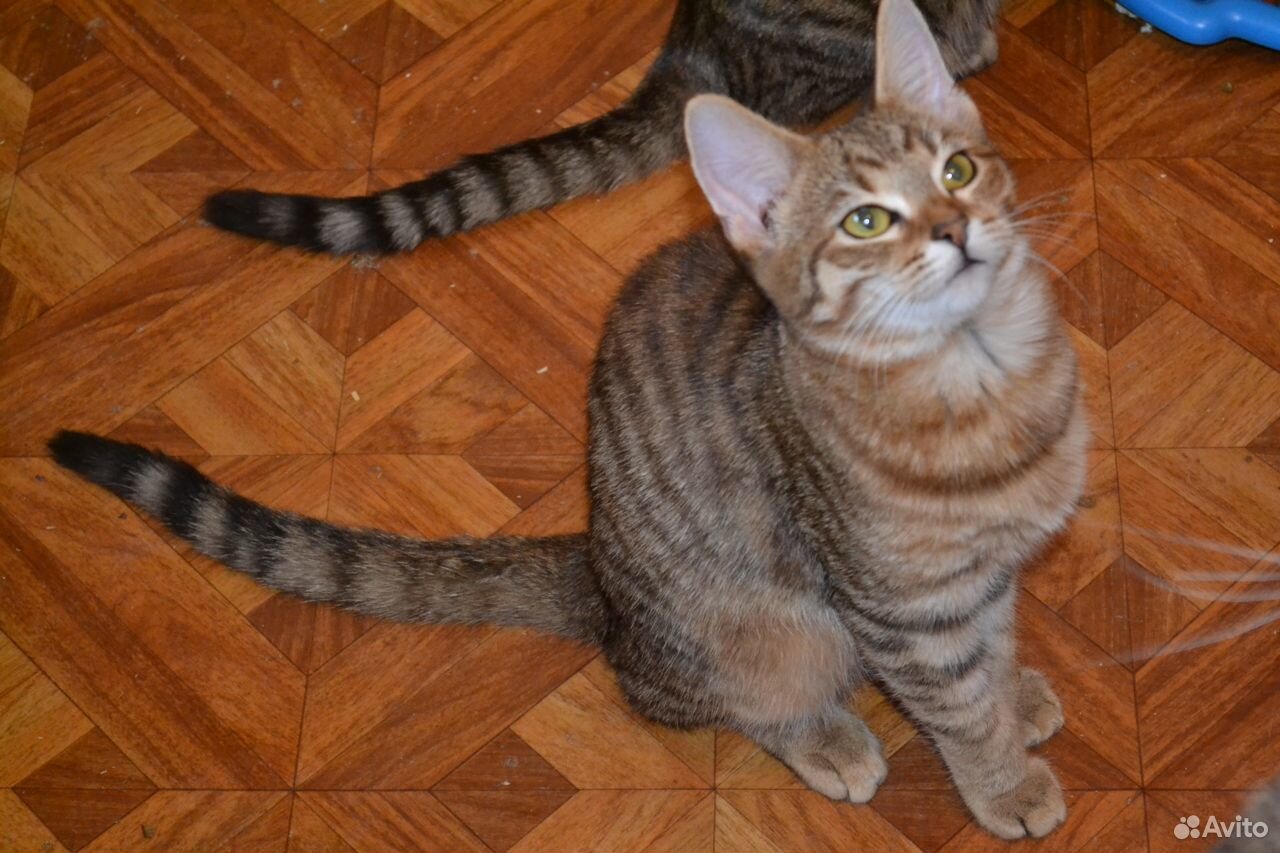 Кошечка тойгер