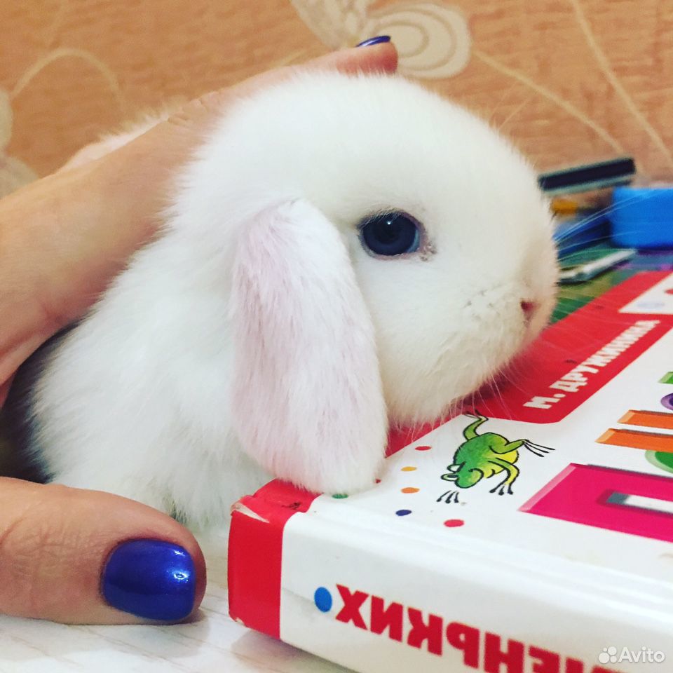 Карликовые вислоухие крольчата