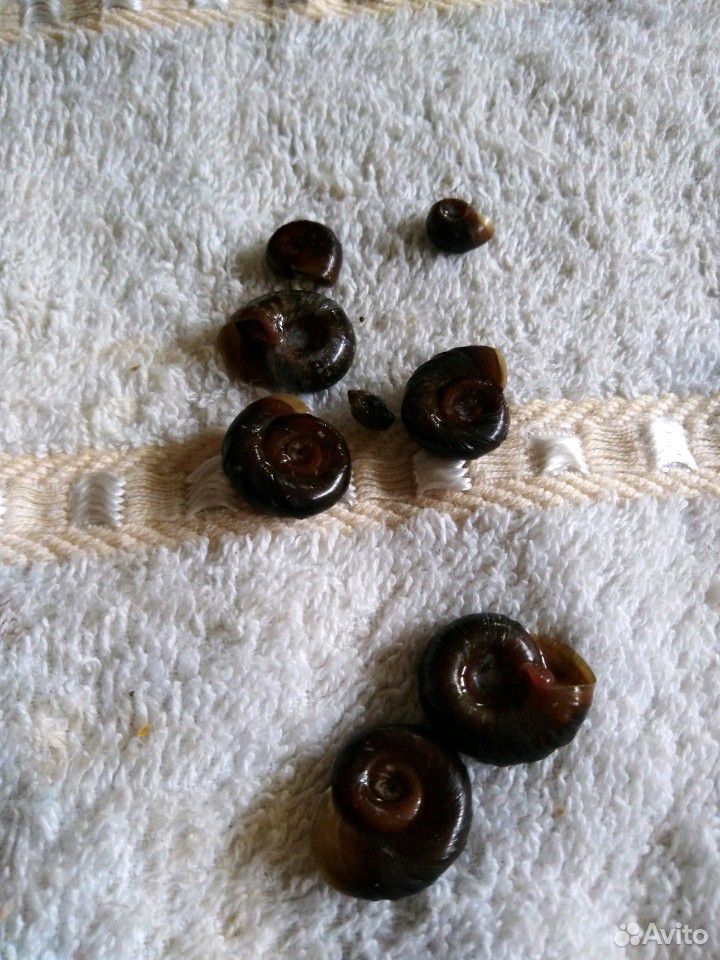 Улитки катушки