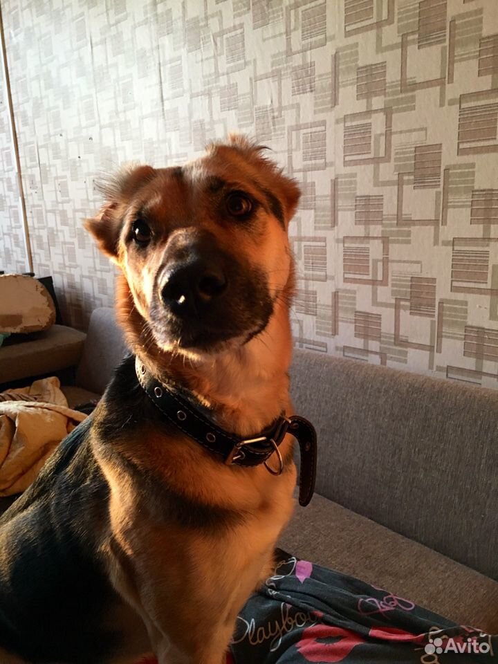 Солнечная собака Сарра