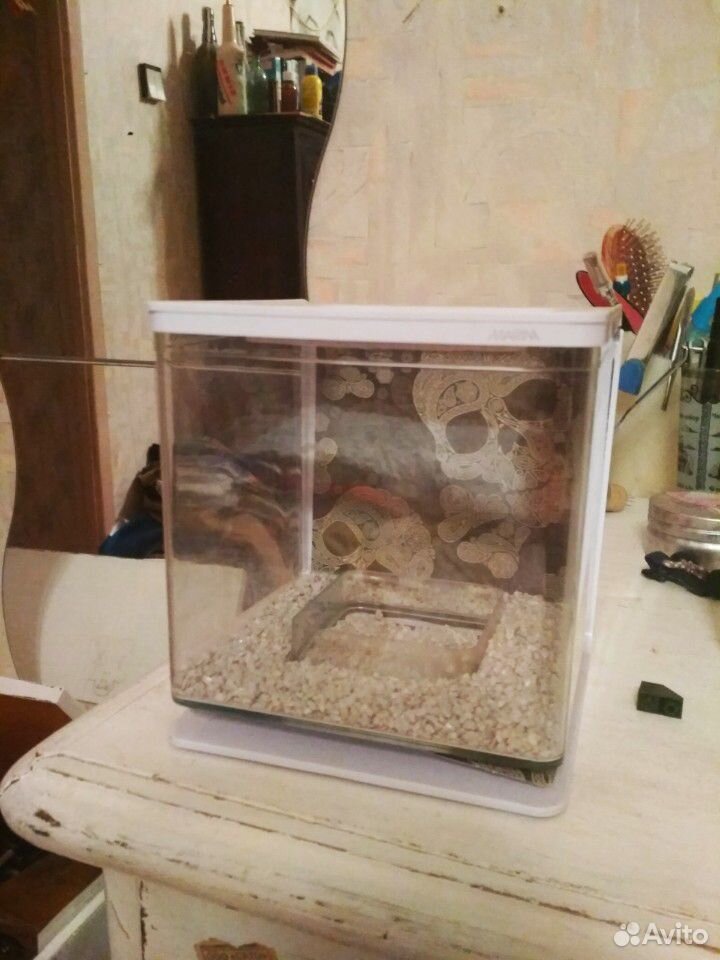 Аквариум для петушка