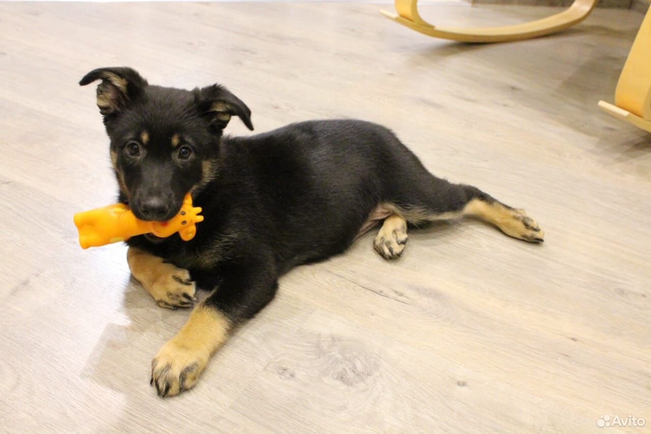 Эльза в дар