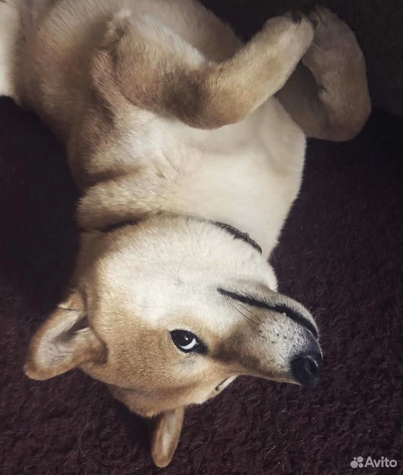 Сиба ину (шиба) Кобель вязка