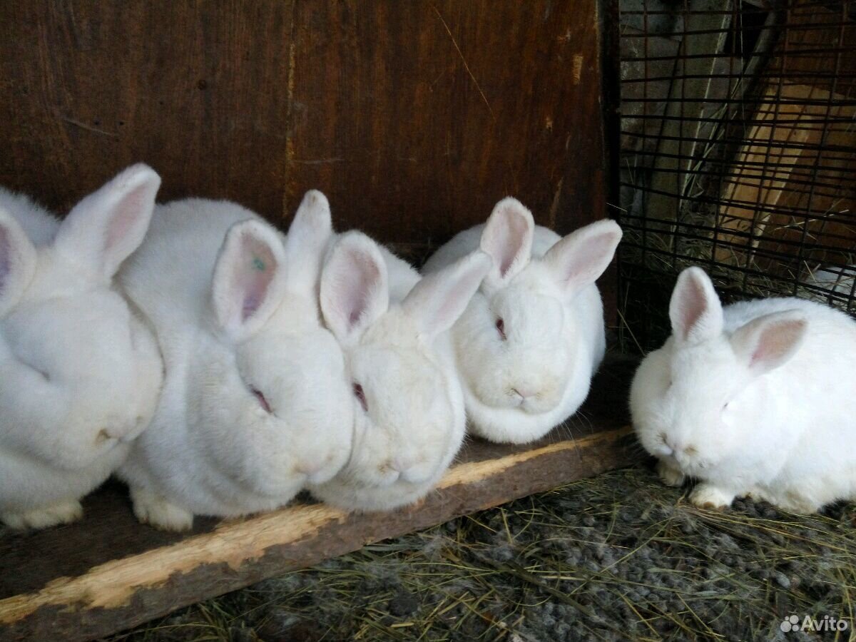 Кролики нзб