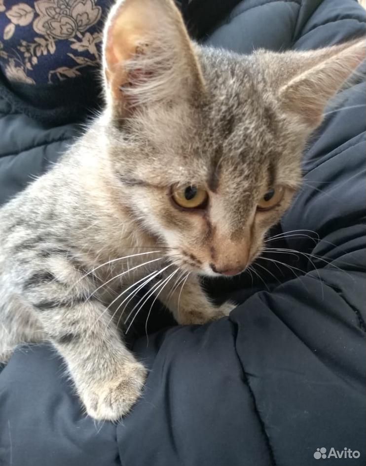 Плюшевый котенок в хорошие руки, мальчик