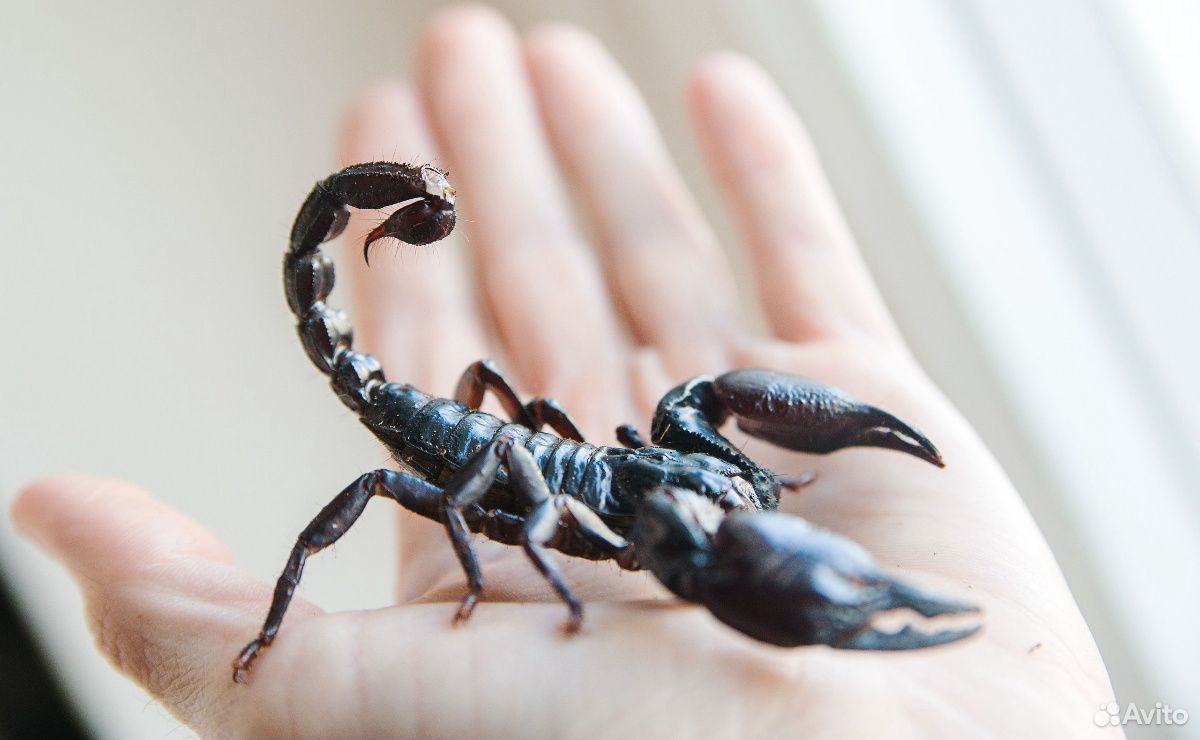 Гетерометрус петерси (безопасный скорпион)