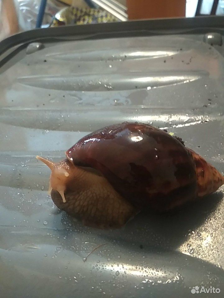 Улитята улитки (ахатины) продаю и яйца и улитят