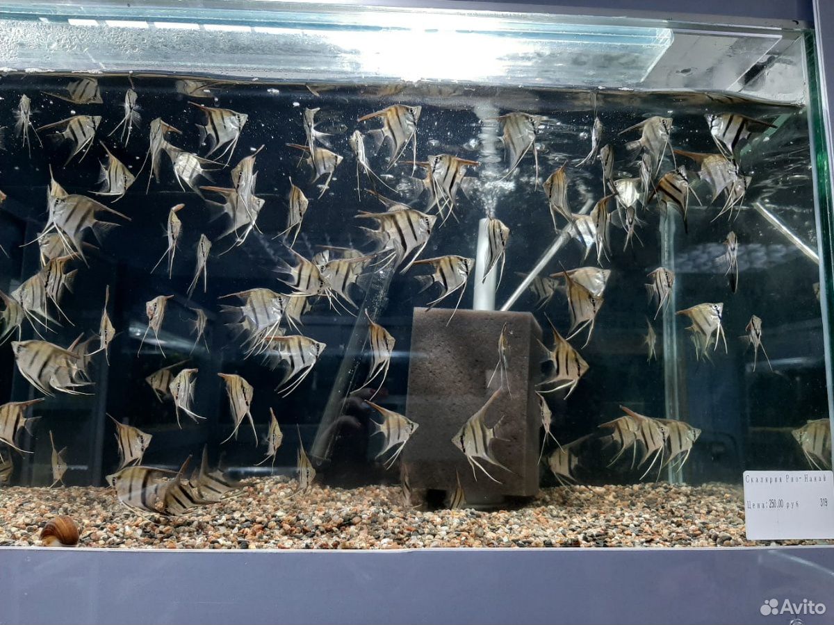 Скалярия Рио-Нанай (Перуанский Альтум)