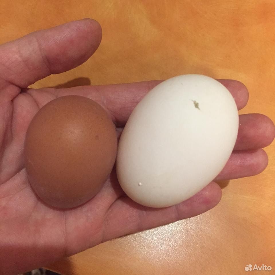 Продаю инкубационное яйцо от фабрики