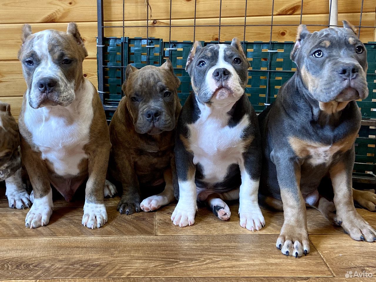 Щенки Американский булли