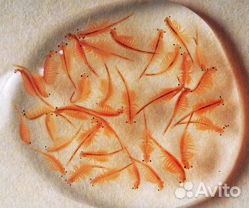 Цисты Артемии. Сухие