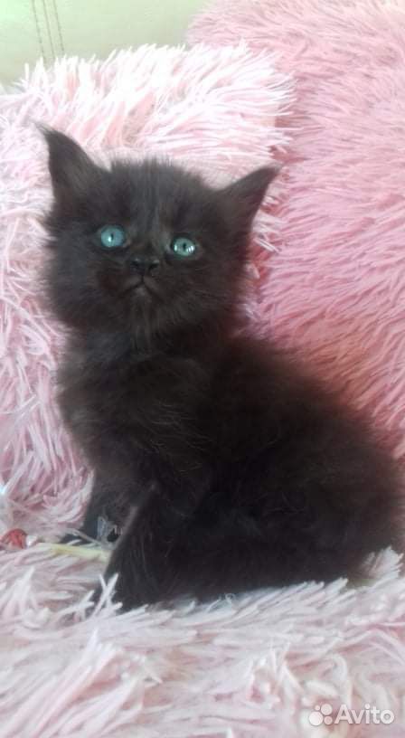 Чёрный солидный мальчик