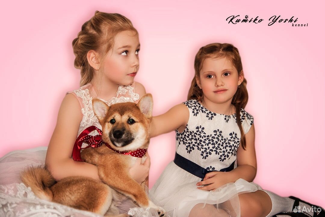 Продается рыжий мальчик сиба