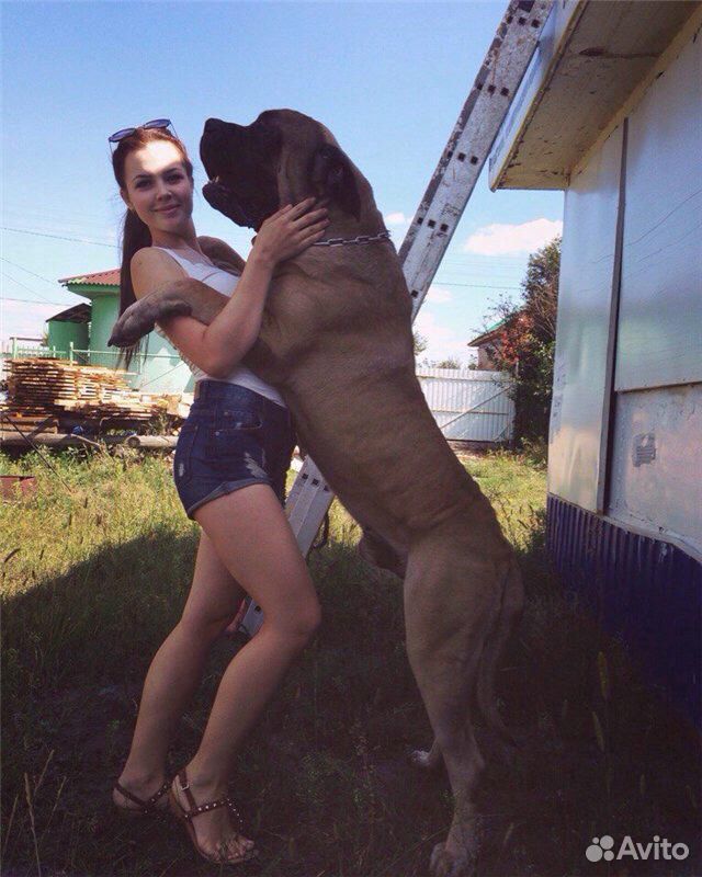 Английский Мастиф, вязка